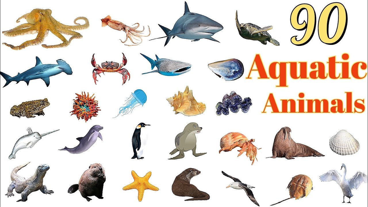 Aquatic Animals Vocabulary / 90 Aquatic Animals Name in English whit ...