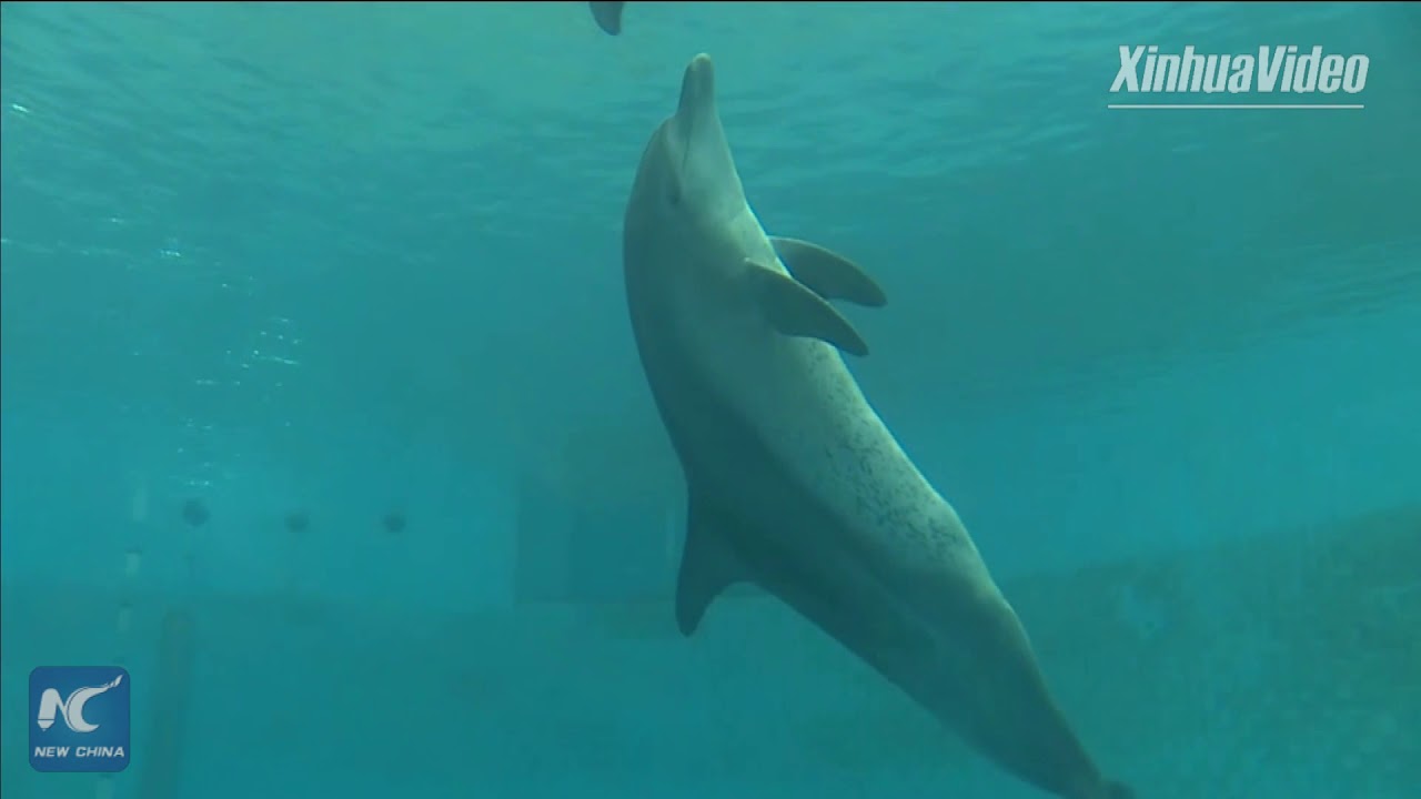Chinese White Dolphin: Saving the "Panda of the Sea" - YouTube
