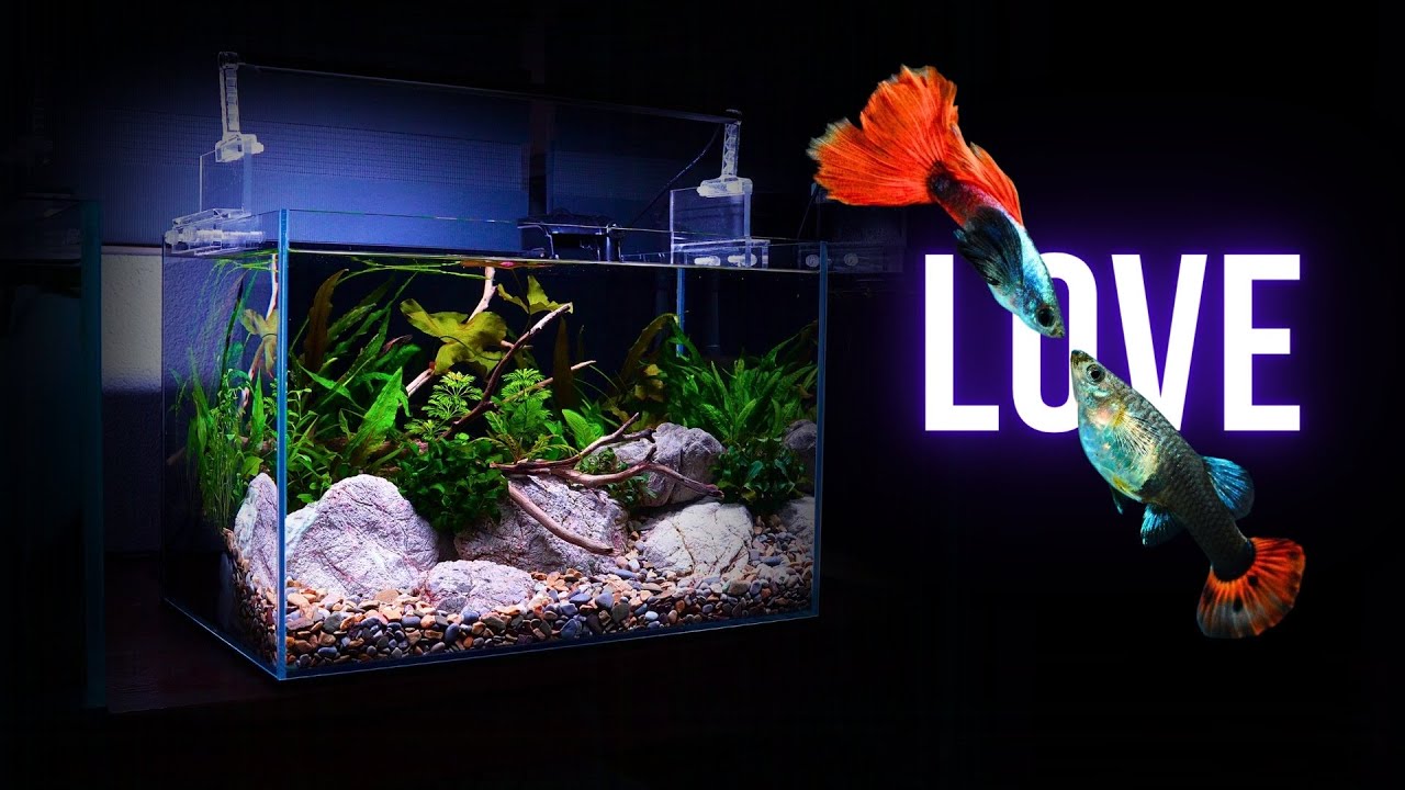 GUPPY PAIR LOVE: A beautiful AQUARIUM experience | EP2 SIMPLE AQUARIUM ...