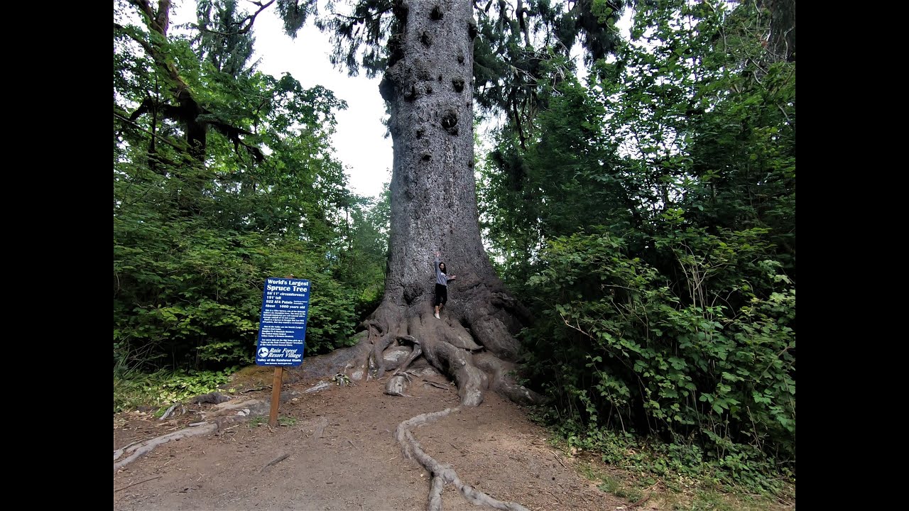 Largest Sitka Spruce Tree in the World 1,000 years old. #shorts # ...
