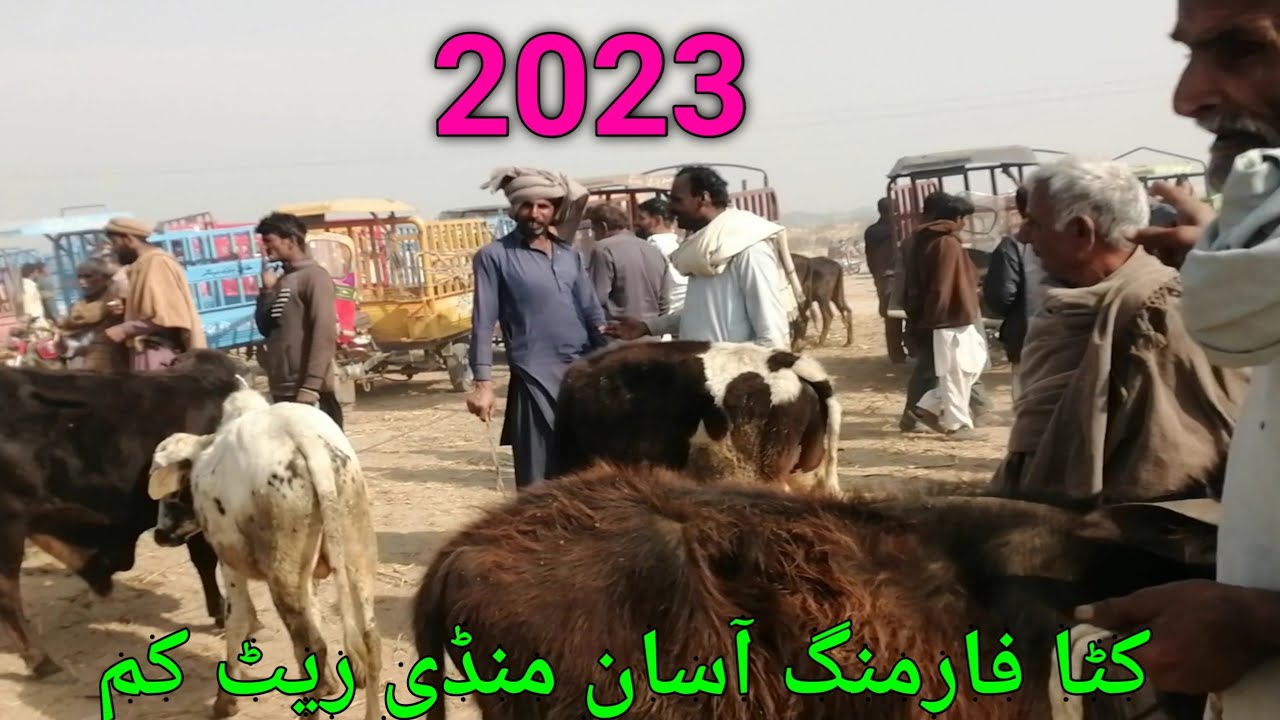 Nille ravi kata mandi ]kattay farming 2023]Nille ravi buffalo]maweshi ...