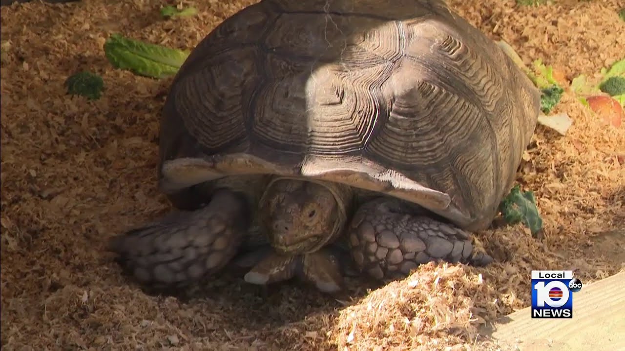 10-year-old African Sulcata tortoise finds new home in Broward County ...
