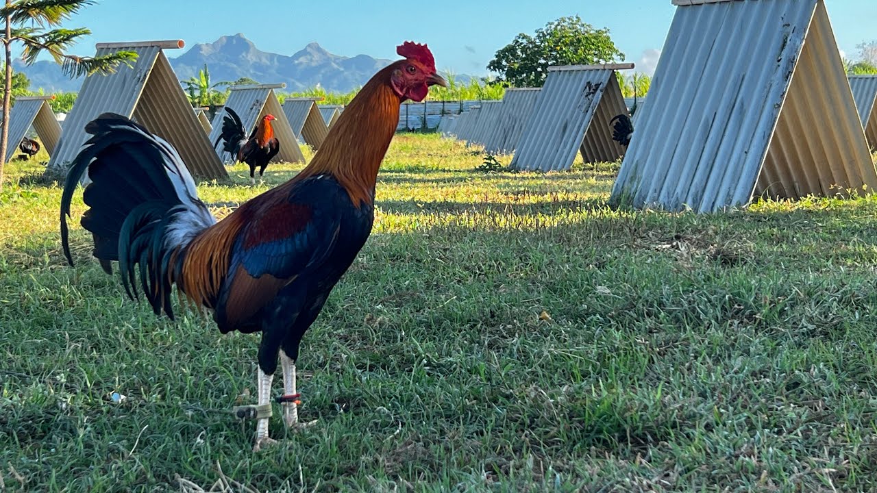 Raptor Sweaters - YouTube