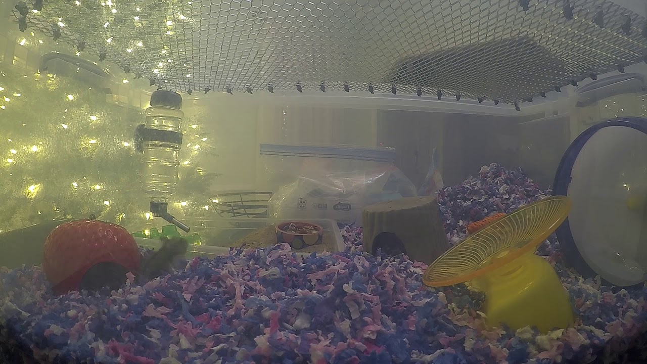 Mr. Nibbles' first time lapse video. - YouTube