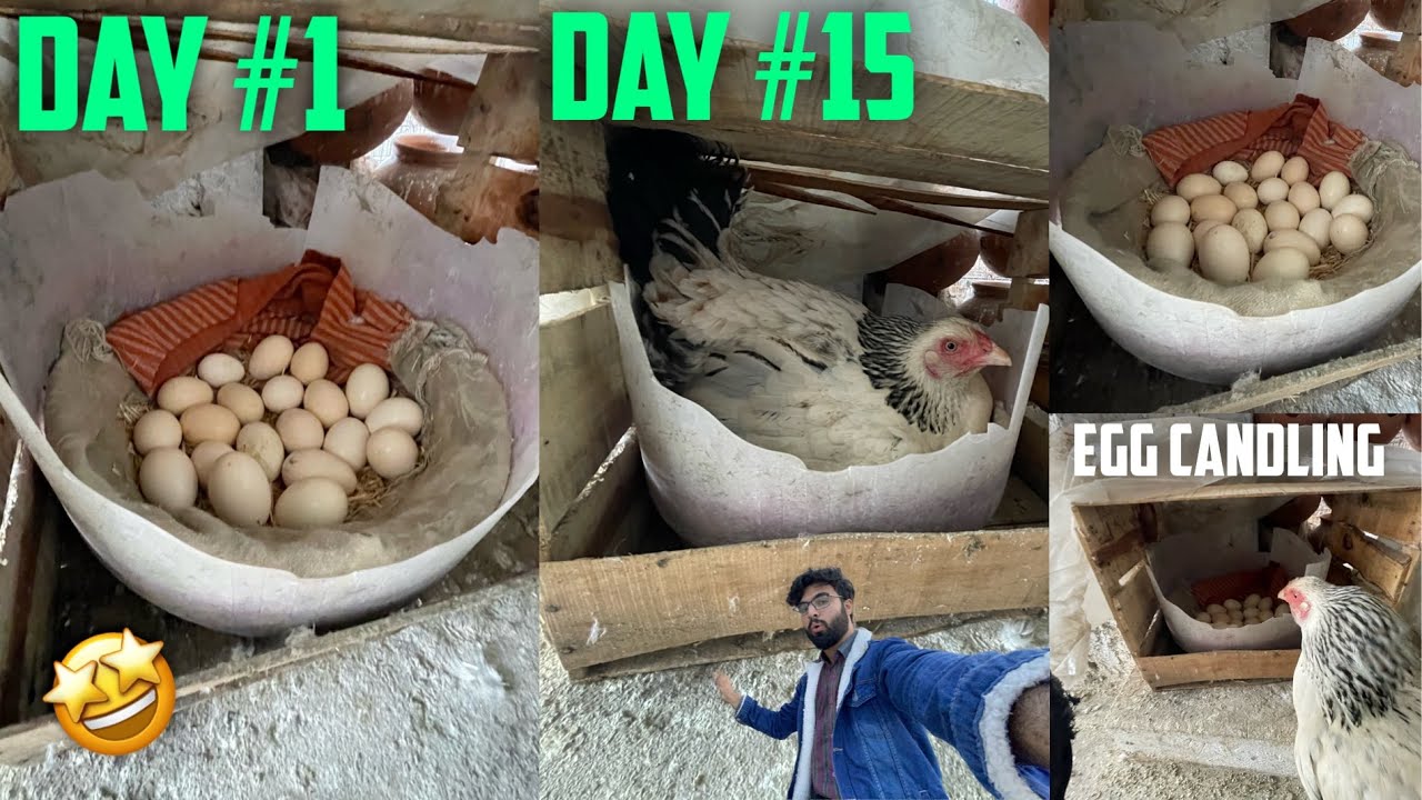 Angry Hen harvesting 20 Eggs from Day 1 to Day 15 || Broody hen caring of 20-eggs || hens video ...