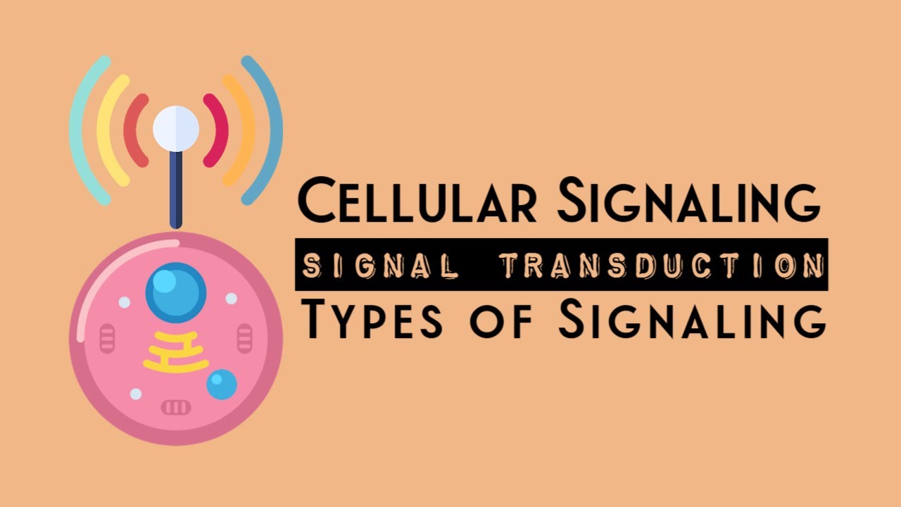 Cell Signaling basics | Cell Biology and communication - YouTube