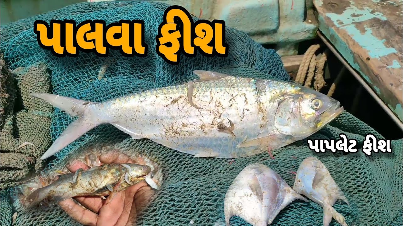 પાલવા ફીશ 🤔 // પાપલેટ ફીશ 🤔 // Palava fish 🐠🐠 || paplet fish #virlvideo ...