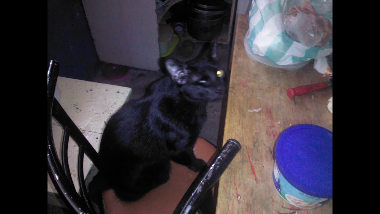 Un gato robando una leche - YouTube