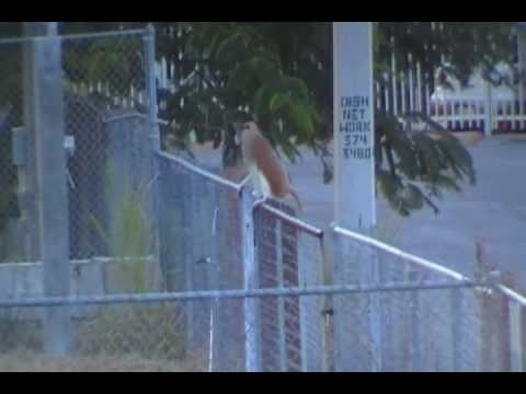 Monos de Lajas, Puerto Rico #5 - YouTube