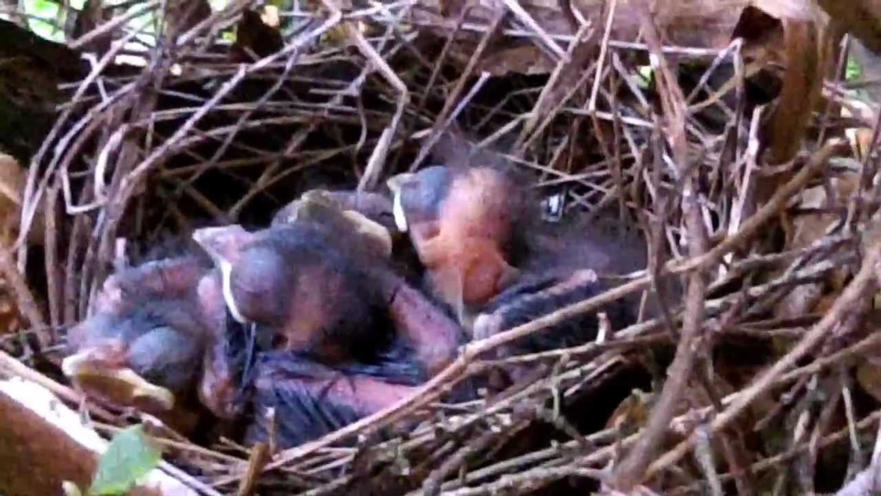 Baby birds sleeping in nest - YouTube
