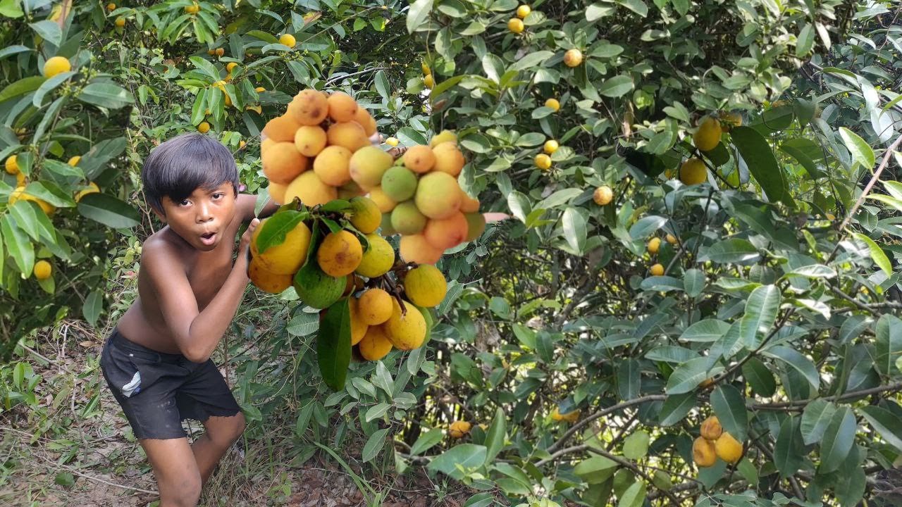 Eating Delicious - Finding Wild Fruits In Forest - YouTube