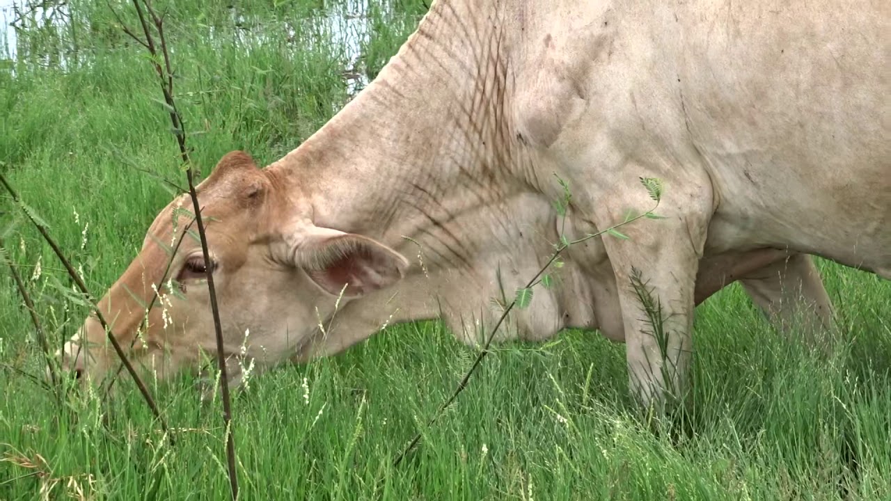 SOM DA VACA PASTANDO, SOM DOS ANIMAIS 🐂🎶 - YouTube