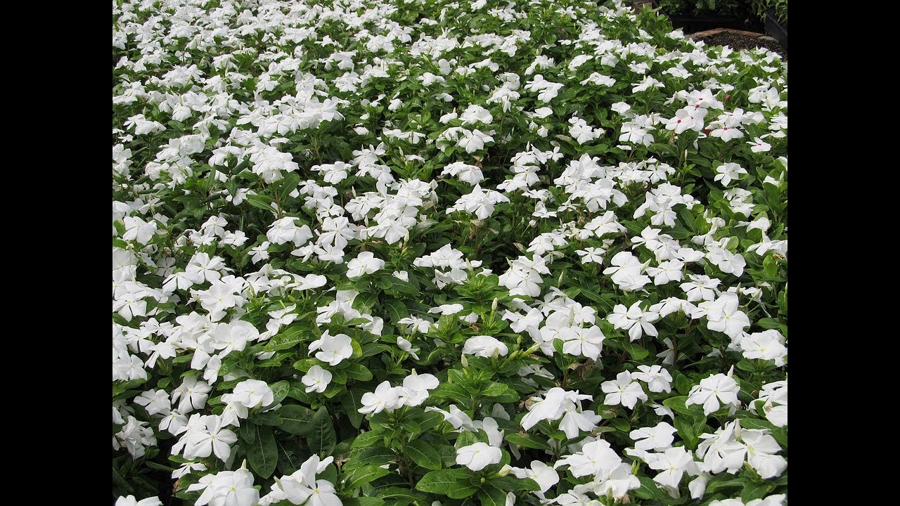 407-Tip for beautiful & more flowering & care in VINCA /SADABAHAR ...