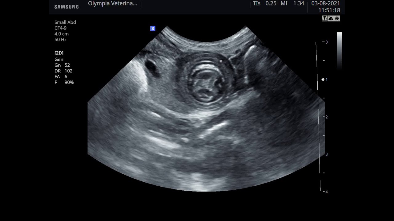 Feline small intestinal intussusception ultrasound - YouTube