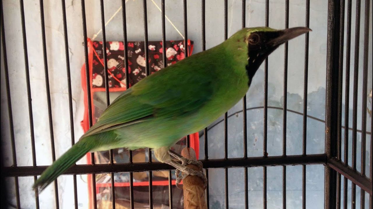 Cucak Ijo Gacor (Cucak Ijo Juara 46) - YouTube