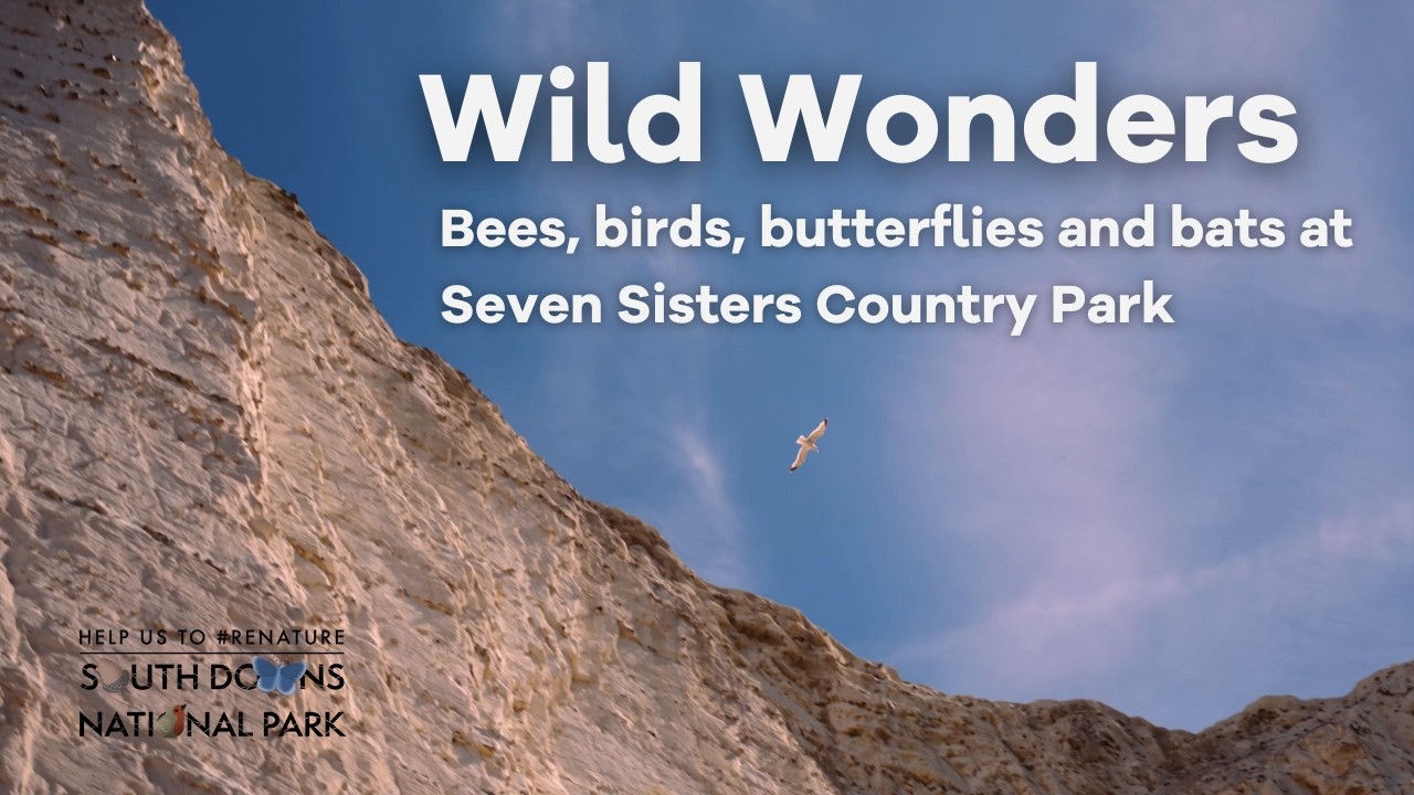 Wild Wonders: bees, birds, butterflies and bats at Seven Sisters Country Park - YouTube