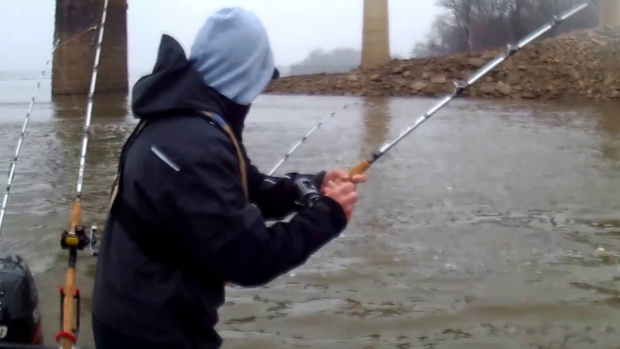 35 pound Mississippi River Blue catfish on Warrior cat rods! - YouTube