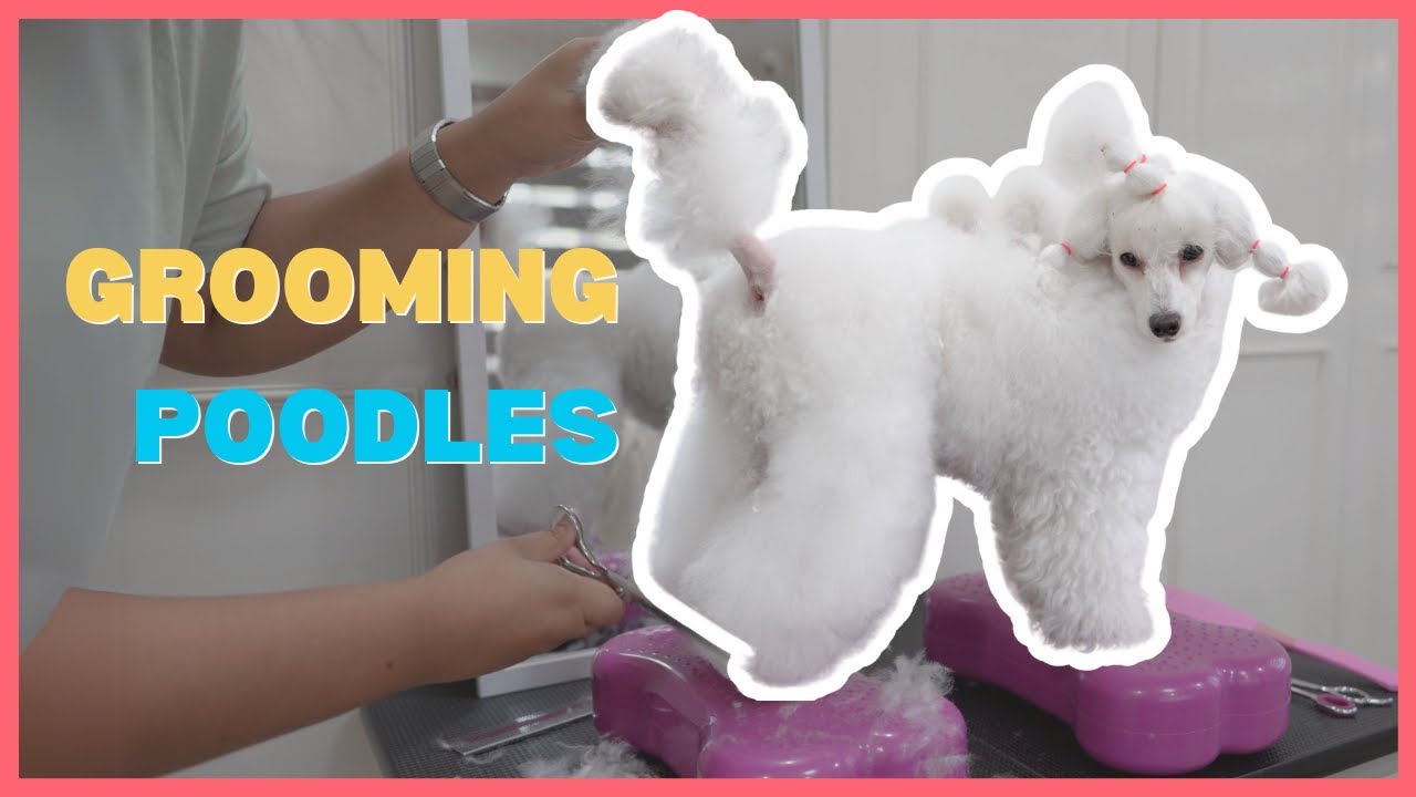 DIY Scandinavian Clip on a Toy Poodle at home| ASMR Grooming | The ...
