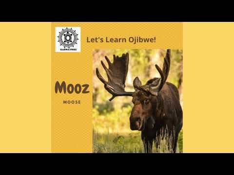 Let’s Learn Anishinaabemowin- Animals - YouTube