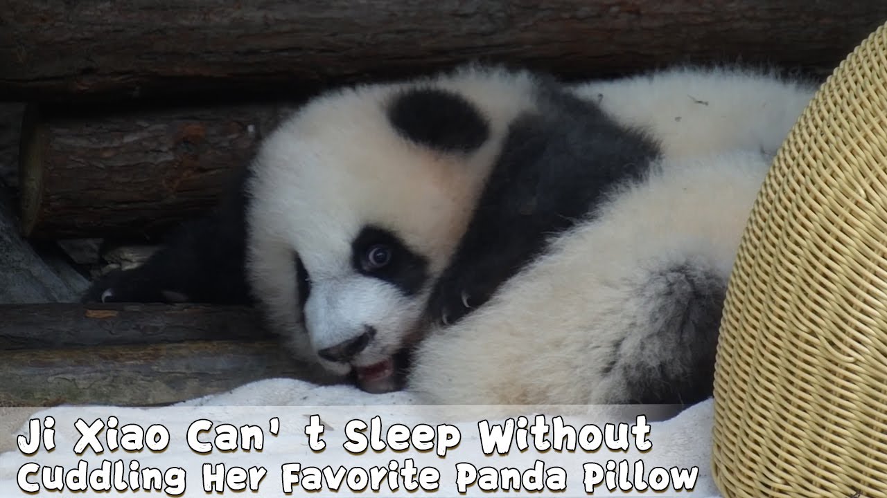 Ji Xiao Can’t Sleep Without Cuddling Her Favorite Panda Pillow | iPanda ...