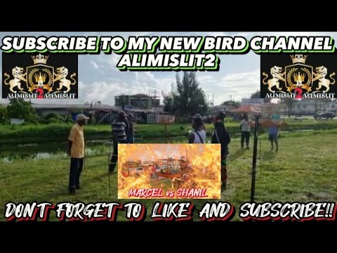 MARCEL vs SHANIL🔥TODAY TOWA TOWA BIRD WHISTLING COMPETITION AT LAMAHA ...