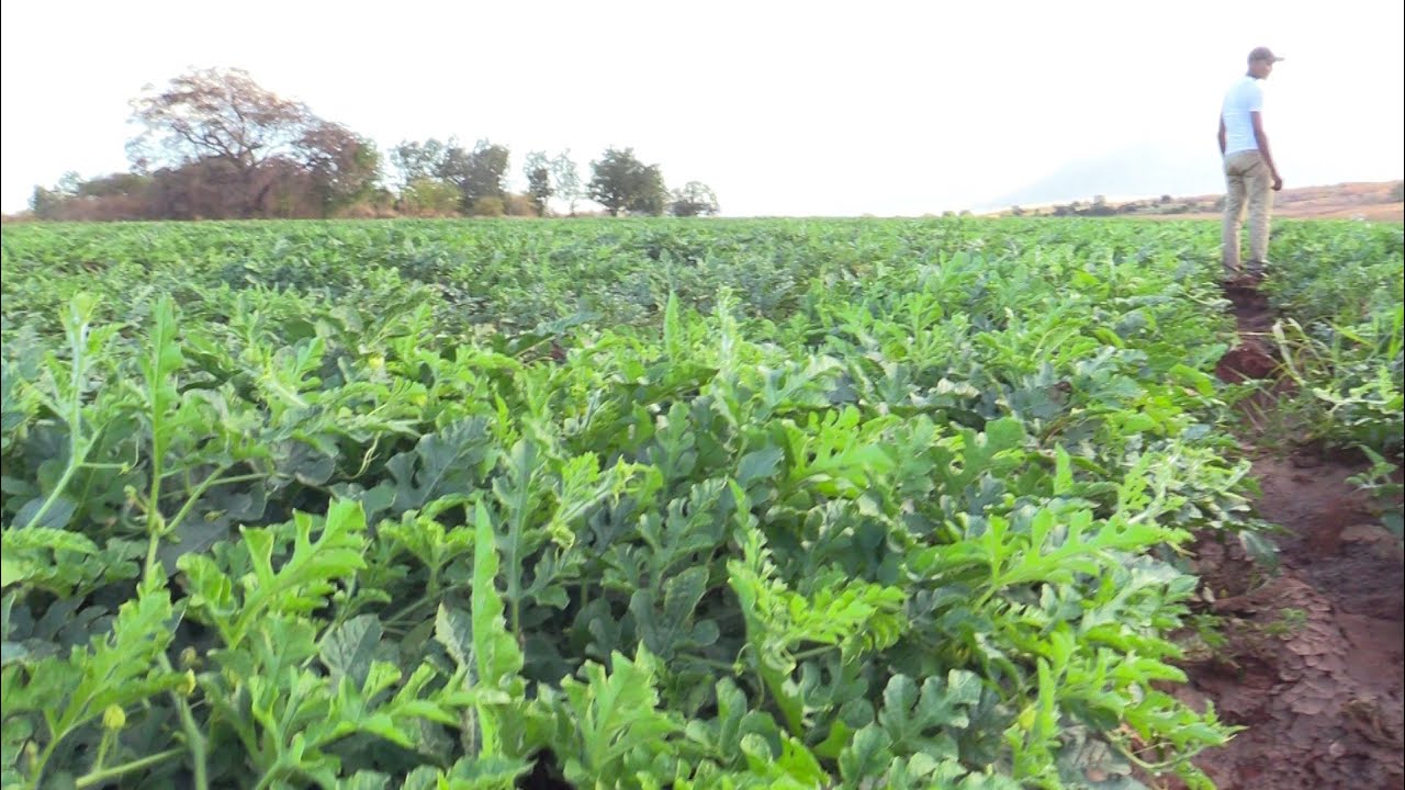 WATERMELON FARMING: 10 Hectares Watermelon Farm in Dry Area - YouTube