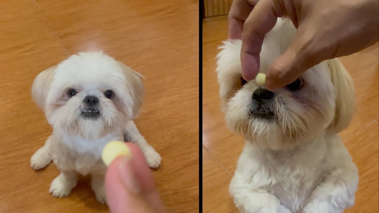 Shih Tzu Dog Tries To Balance Something On His Nose - YouTube