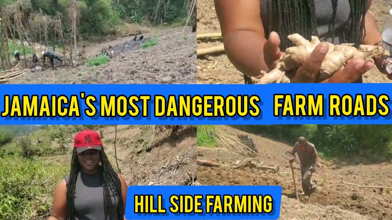 DANGEROUS HILL SIDE FARMING IN JAMAICA/FARMING GINGER, YAM & TUMERIC ON ...