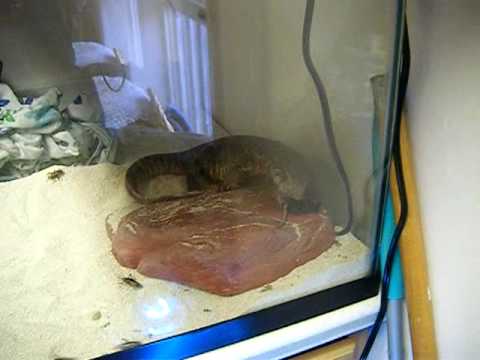 MONITOR LIZARD EATING LIVE FOOD - YouTube
