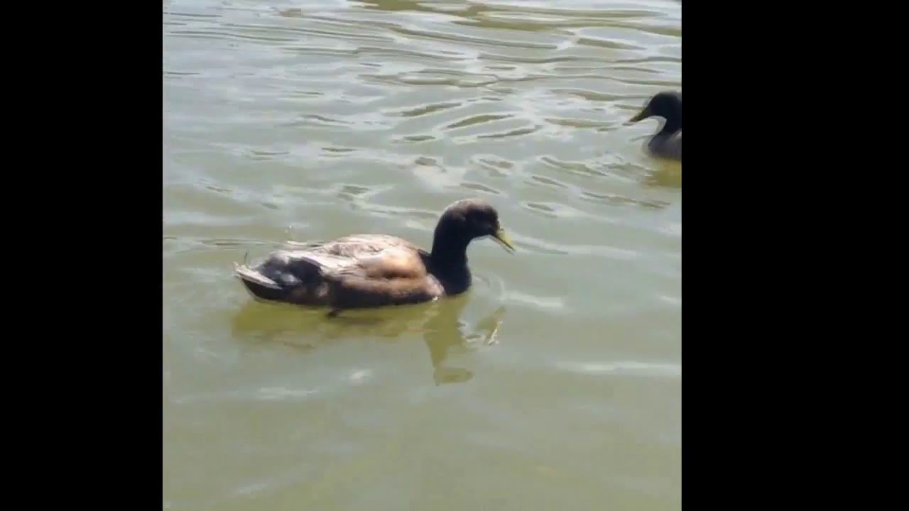 Twerking Duck - YouTube
