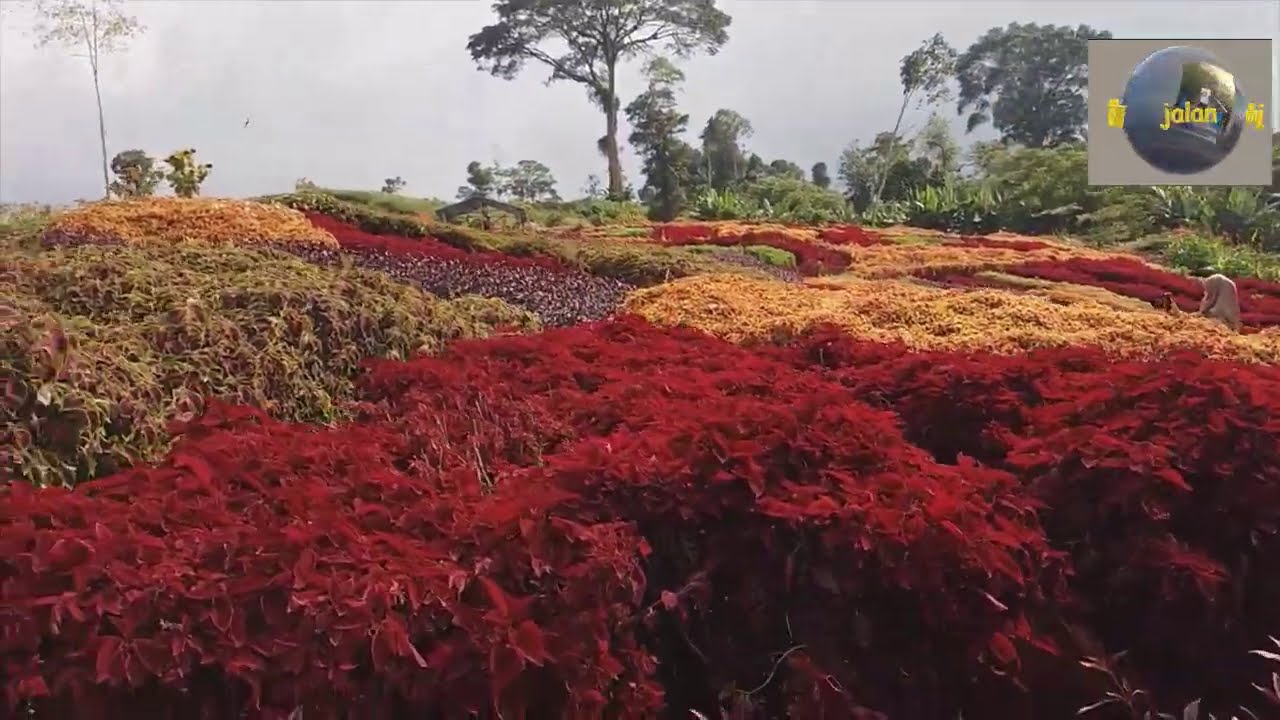 Main ke Taman BUnga SUmatera Barat... Bersama My Boy - YouTube