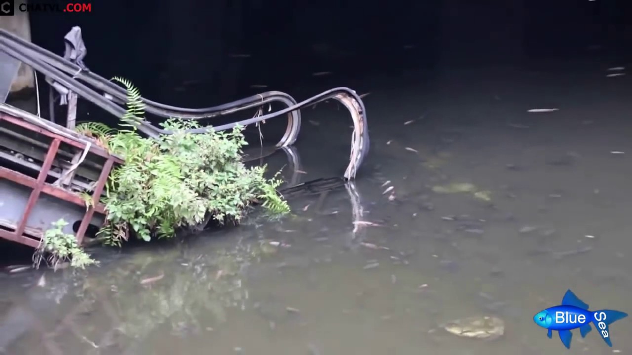 ᴴᴰ Amazing People Catching Fish Videos Sea creatures 019 - YouTube