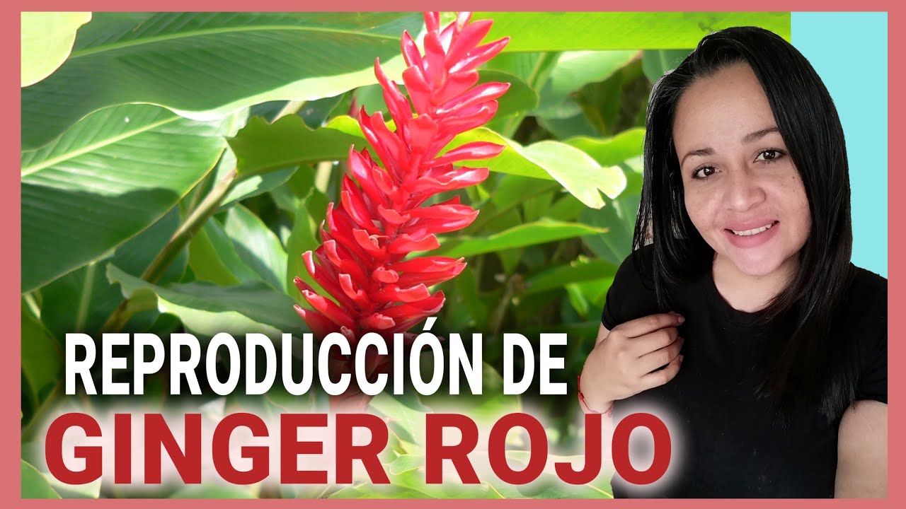 REPRODUCCIÓN DE ALPINIA PURPURATA Ó GINGER ROJO - YouTube