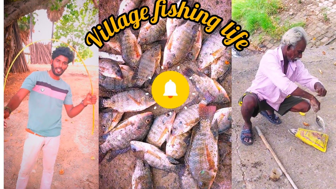 🎣🐠village angler boy catch the tilapia fish | village fishing |village angler |fish video ...