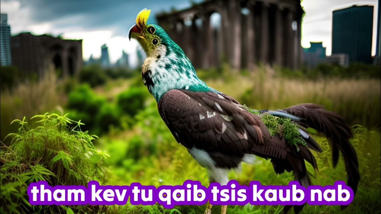 Tham pem kev tu qaib ncaws qaib swb ntau xwb yog ua li cas lawm - YouTube