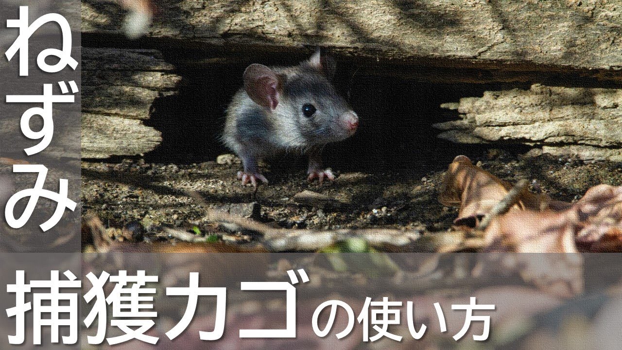 ネズミ 講 断り 方 - KARTUIZERS.NL