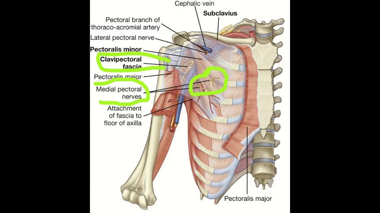 BRANCHES OF MEDIAL CORD ( BRACHIAL PLEXSUS 3 ) - YouTube