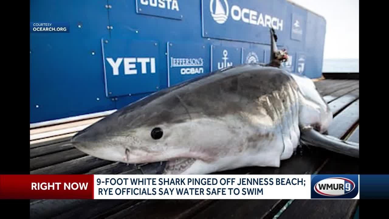 9-foot great white shark pinged 100 miles off Jenness Beach - YouTube