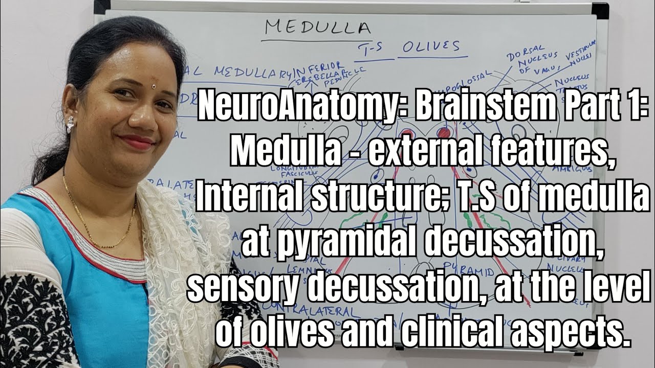 Anatomy Lectures Neuroanatomy Brainstem part1 Medulla- External ...