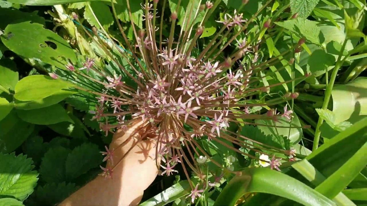 Best plants for insect pollinators: Allium schubertii, the tumbleweed ...