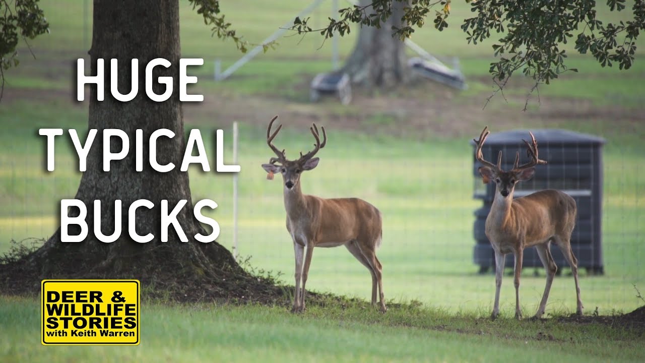 Huge Typical Bucks at Boom Whitetails | Deer & Wildlife Stories - YouTube