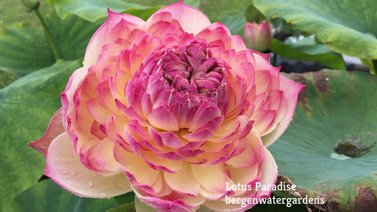 Charming Lips Lotus - YouTube