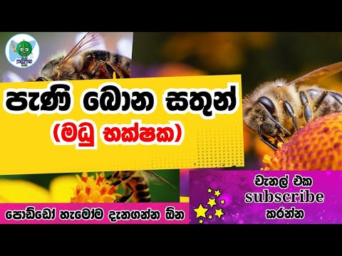පැණි බොන සතුන්/මධු භක්ෂක සතුන්/peni bona sathun/3,4,5 පරිසරය /primary ...