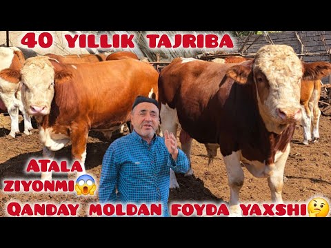 BUQA BOQISH SIRLARI 40 YILLIK TAJRIBA❓️ ATALA ZIYINMI 🤔 QANDAY BUQADAN FOYDA ZOʻR 😱✅️