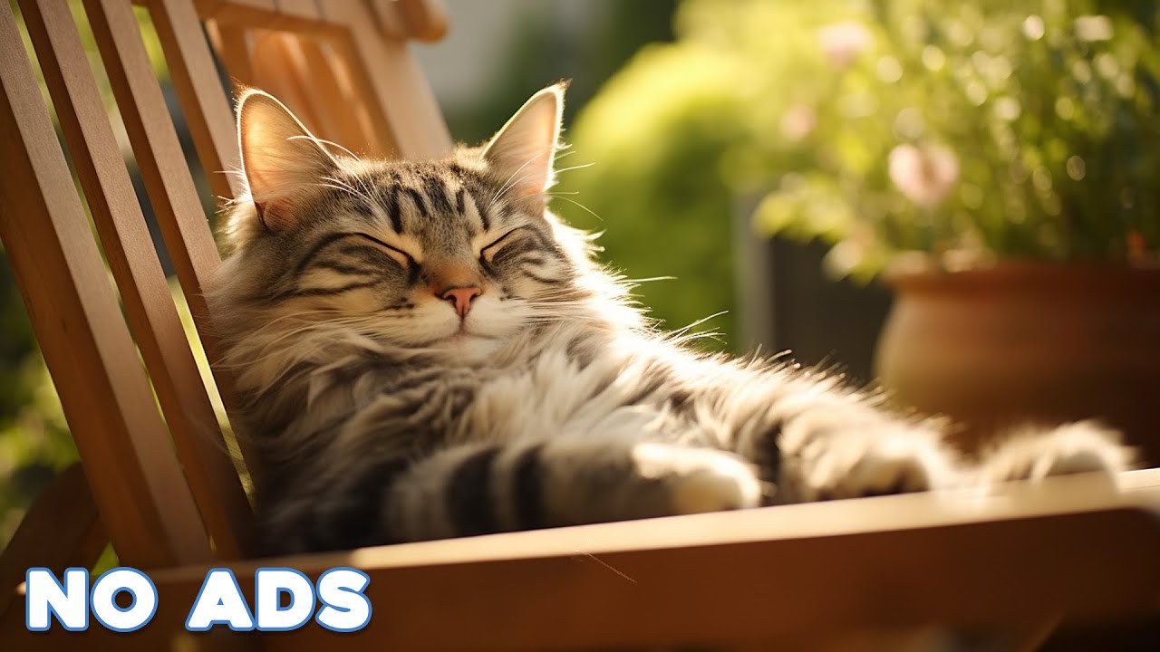 12 Hours Of Music For Cat to Fall Into Deep Sleep🐈Stress Relief ♬Heal ...