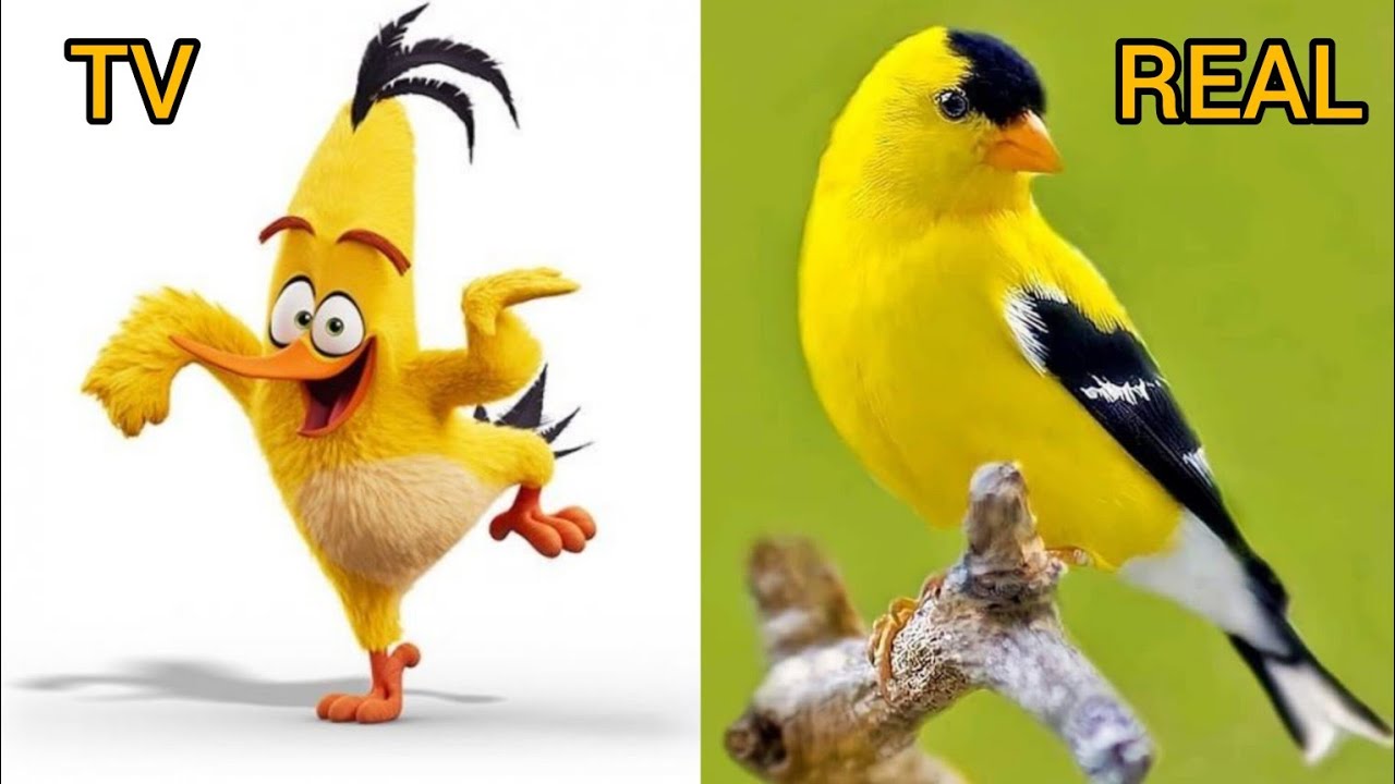 Angry birds 2 animated Characters in real life 💯 @Top__Plus 👈 - YouTube