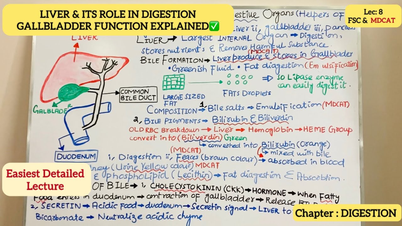 Liver & Its Role in Digestion | Gallbladder Function Explained | Class ...