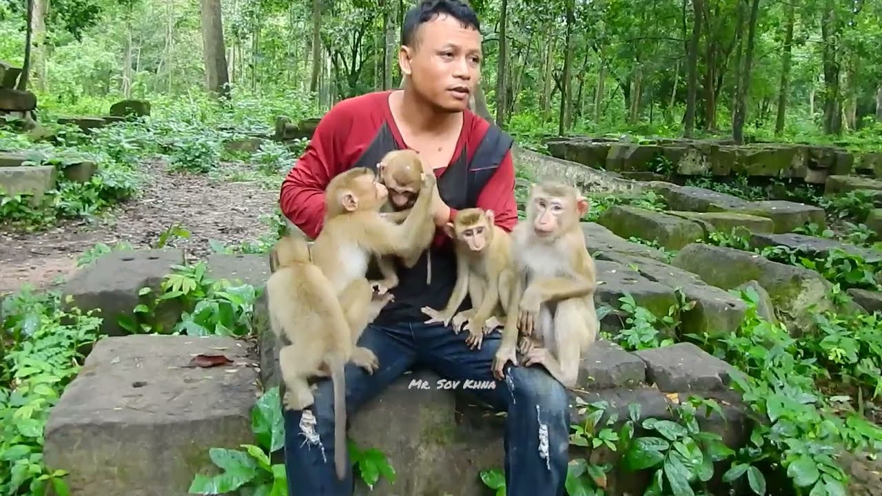 Breaking News: Abandoned pigtail monkey was released Bryan help her & we tried helping to join ...