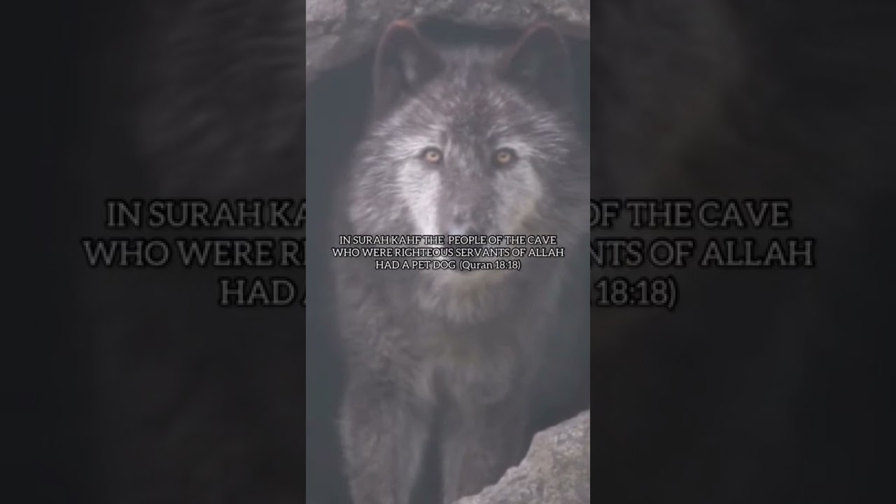 Facts About Dogs In Islam YouTube facts-about-dogs-in-islam-youtube