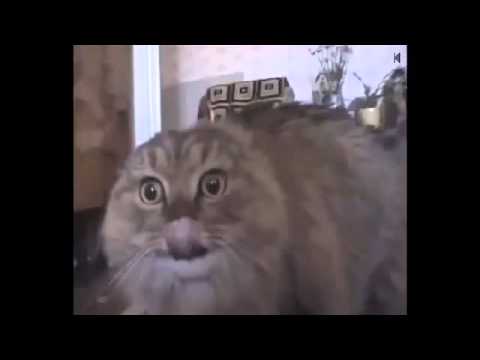 Miau miau